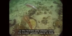 Underwater astonishments by David Gallo - DnaTube.com - Scientific ...