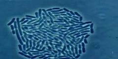 How bacteria growth - DnaTube.com - Scientific Video and Animation Site